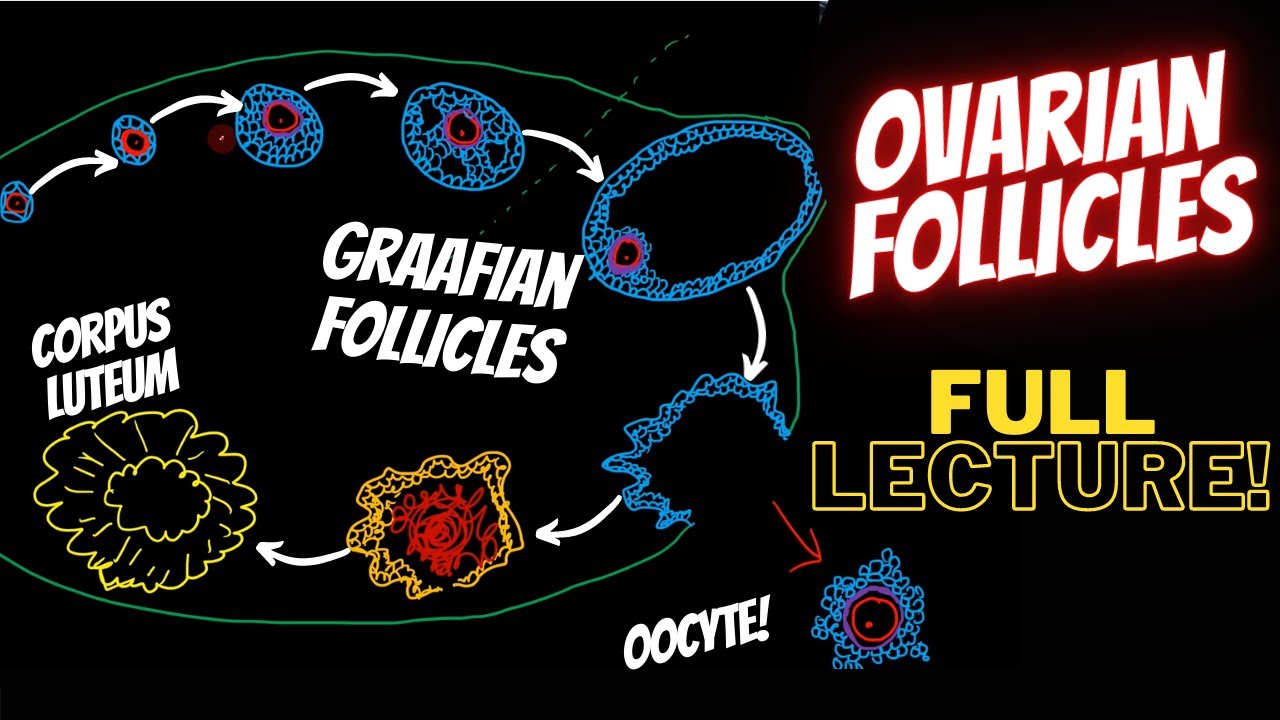 Video 7: Ovarian Follicles| Graafian Follicle - Air Anatomy