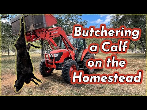 RAISING BEEF CATTLE FOR BEGINNERS – Butchering a Calf for Meat on the Homestead