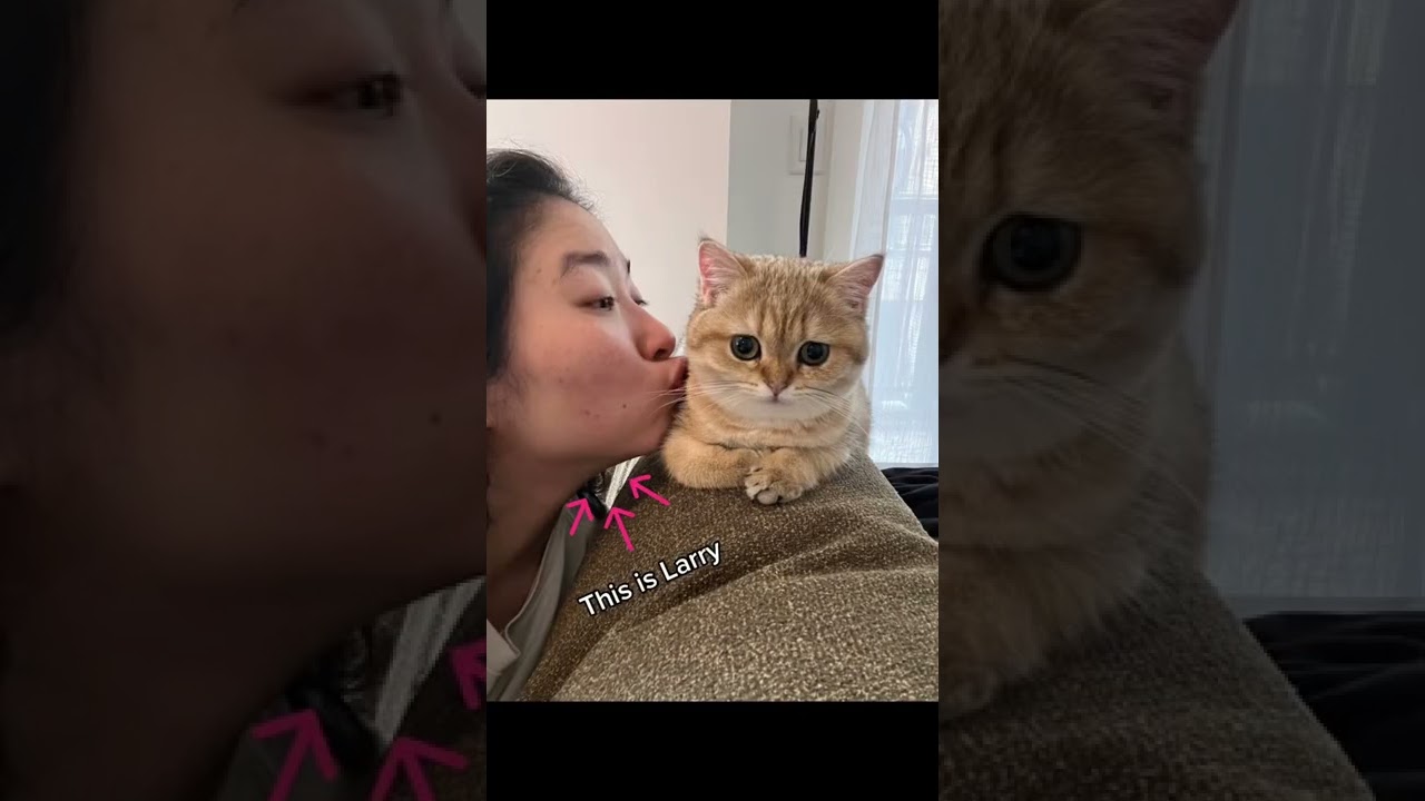 Never invade Cat's personal space #shorts