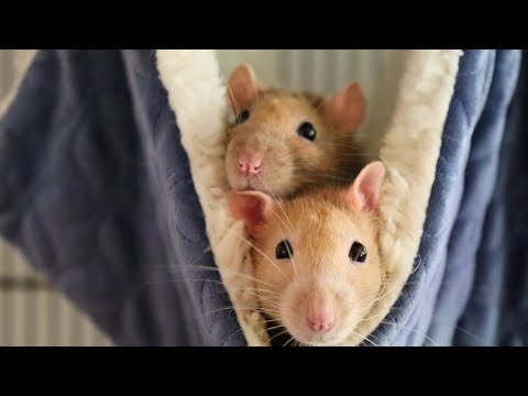 Debunking Common Misconceptions About Pet Rats!