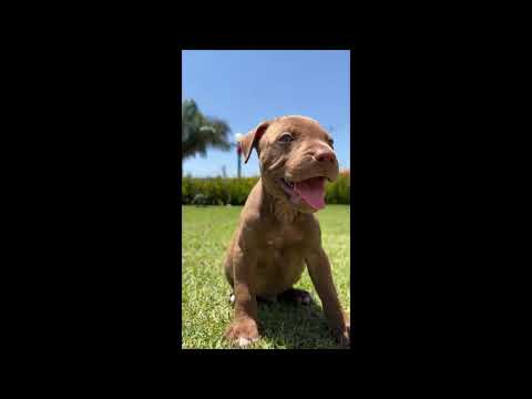Piffer Pit Bulls - Excelencia em criação da raça Pit Bull. Ninhadas de ...