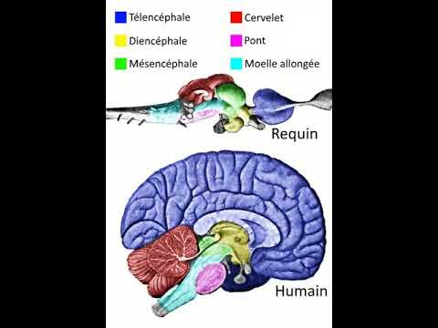 encephale Wikipedia