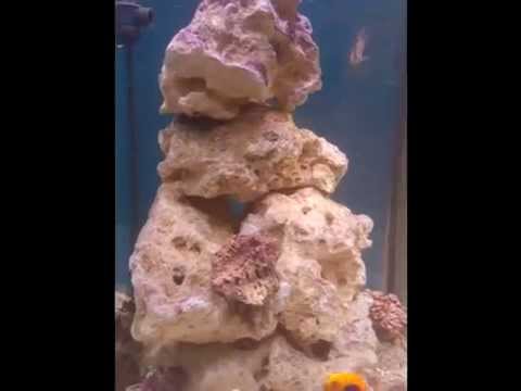 How to make live rock. And grow coraline algae.