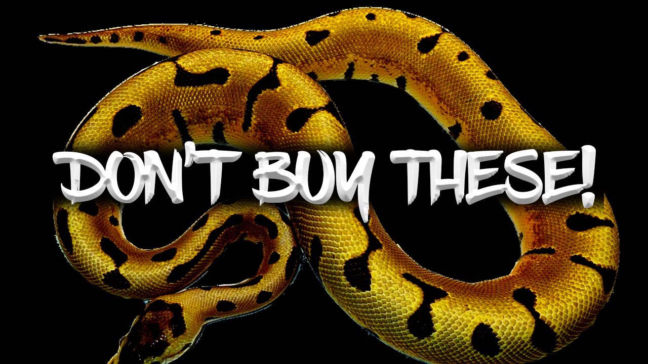 Don't Buy These 10 Ball Pythons!