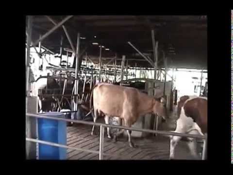 Home | Welcome to Official Website of Batangas Dairy Cooperative