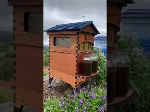 Flow Office honey harvest ????????