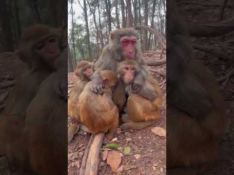 Monkey funny videos ???????????????? #ytshorts #youtube #cat #animals #animals