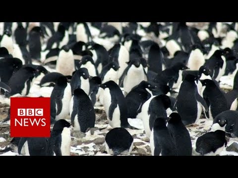 Largest population of penguins found in Antarctic Peninsula - BBC News