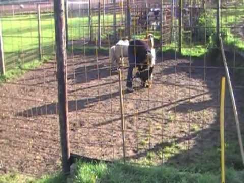 Aussie puppie JJ Jalapeño herding sheep @ 11 weeks (still littermates for sale @ JJ ranch Holland)