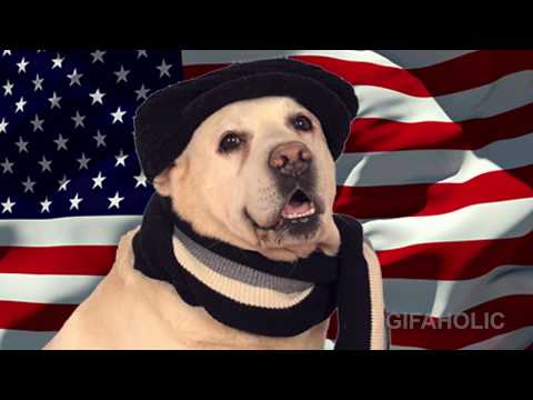 30 MINUTES of DOG GIF's in 4K