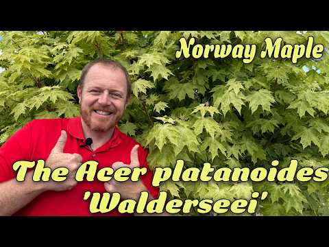 Acer platanoides ‘Walderseei’ | Rare White Reticulated Variegated Norway Maple Zones 4–8