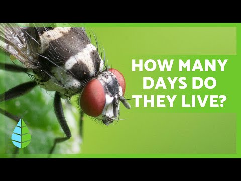 How long do FLIES LIVE? 🦟 (Life Cycle of Flies)