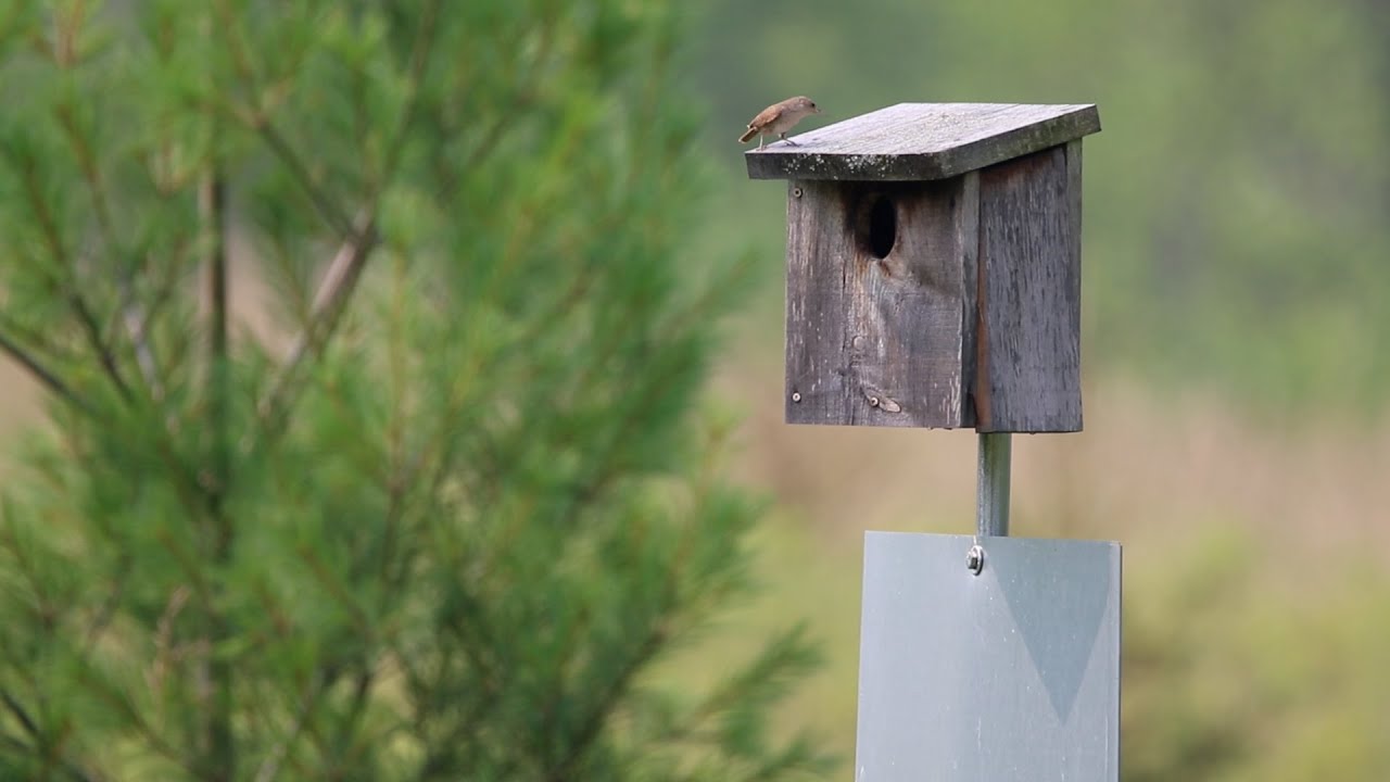Nesting Boxes for Southern Ontario Birds