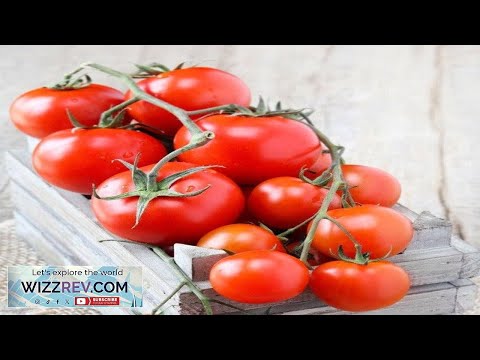 Tomato Money Maker (Indeterminate) – Seeds Review