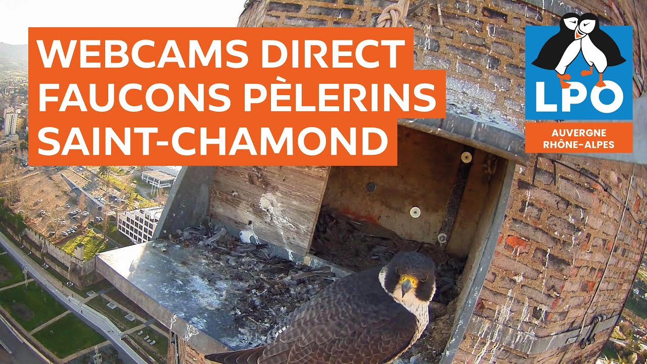 Peregrine Falcon Nest atop a Tall Tower - Live Webcam | GeoWebcams