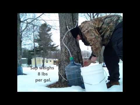 🍁DIY Organic Maple Syrup, Trees Are Tapped Now Its Sap Collection Time