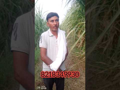 किसानों के लिए लाभदायक 11050 गन्ना वैरायटी