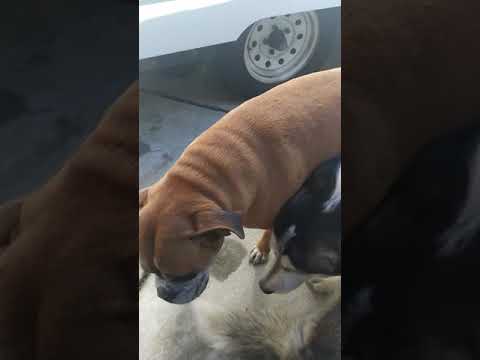 How to cure your dogs cloudy eyes.