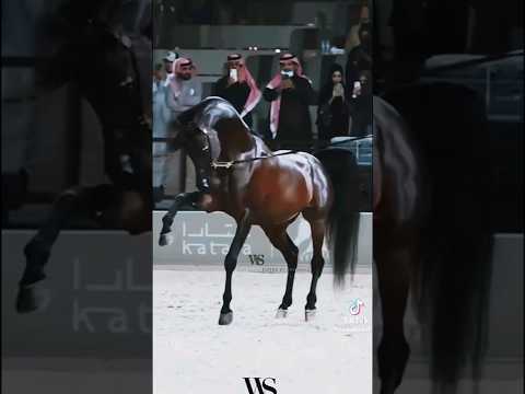 ARABIAN "UFO" DANCE 😎 #viral #horse #equestrian #edit #tiktok #beautiful #arabian #dance #shorts