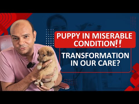 Miserable Puppy Transformation By Baadal Bhandaari