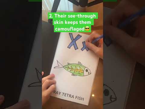 Alphabet coloring book. X for X-ray tetra fish. With 3 fun facts.