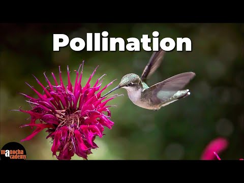 What is Pollination ?