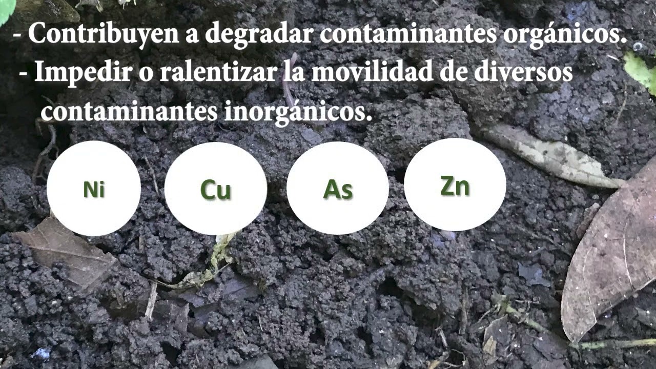 microbiologia del suelo