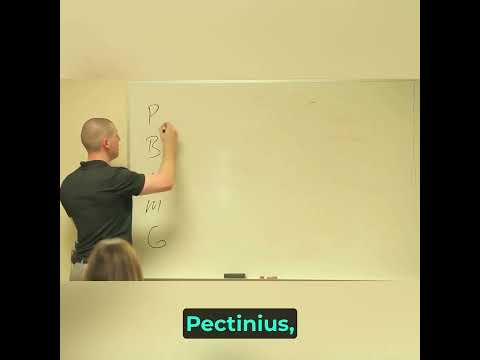 Adductors Mnemonic