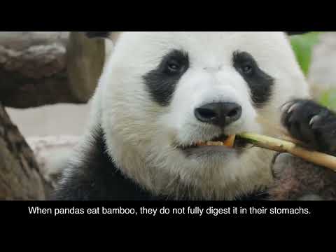 5 Interesting Facts About Pandas