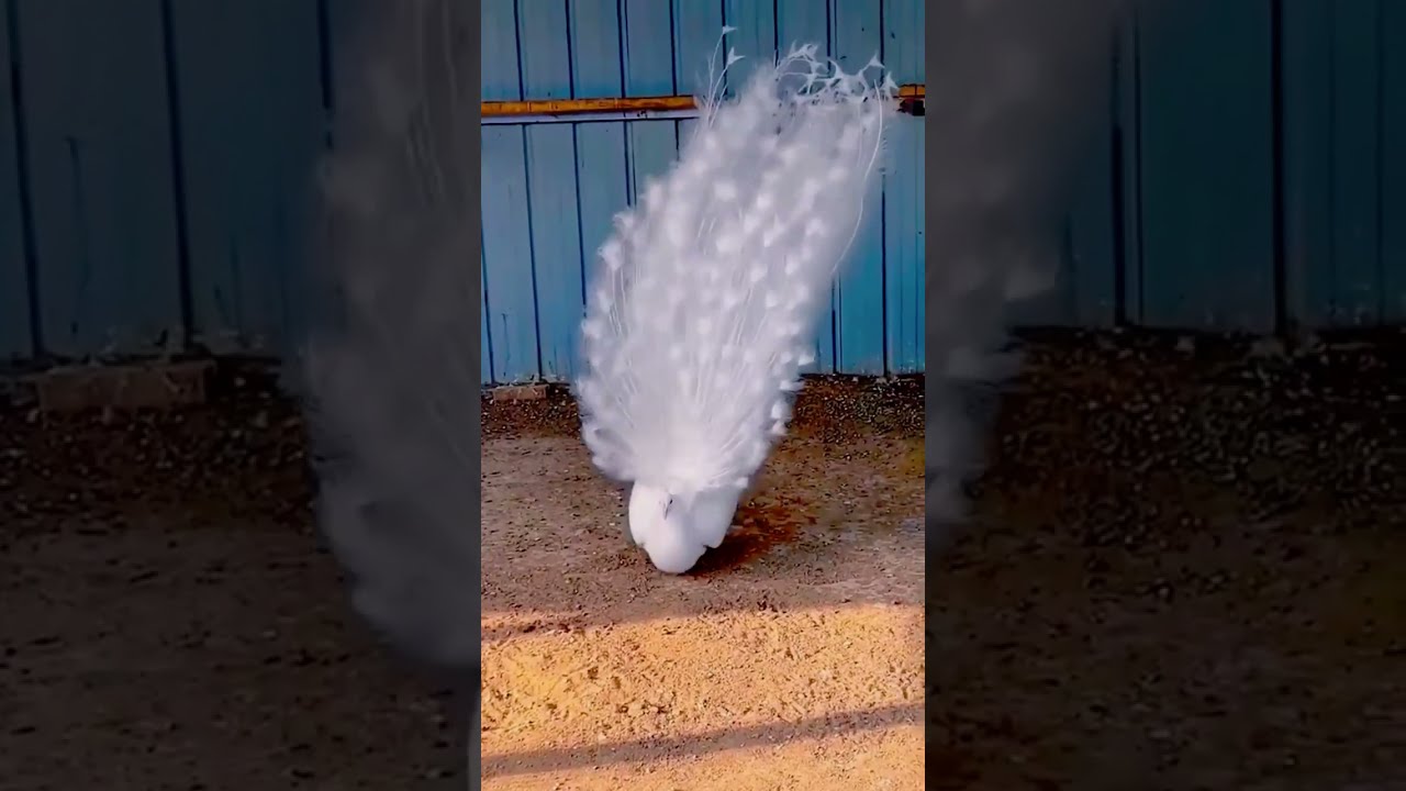 Ever Seen An Albino Peacock? They’re Very Rare & Truly Stunning
