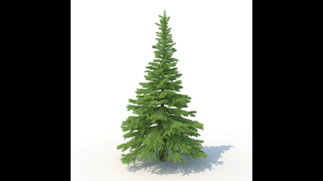 Spruce Tree 3d model No 1