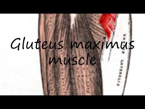 How to pronounce Gluteus maximus muscle in English?