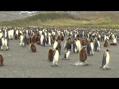 king penguin rookery at Gold Harbour, South Georgia (November 30th, 2015)
