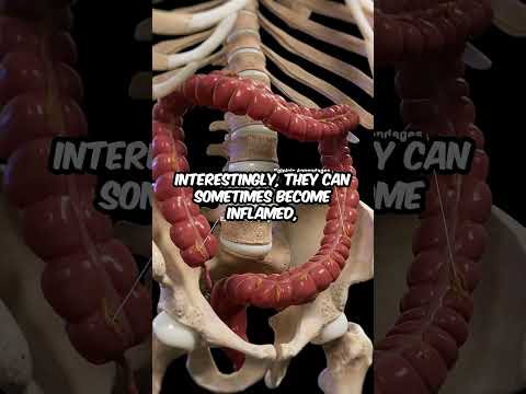 What Are Epiploic Appendages? #EpiploicAppendages #ColonAnatomy #DigestiveSystem #MedicalEducation