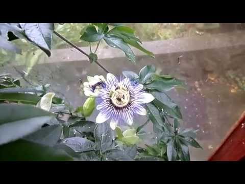 Passion Flowers and the Story Behind the Name