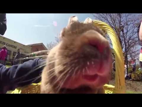Free Easter Fun at Jefferson Pointe - 2014