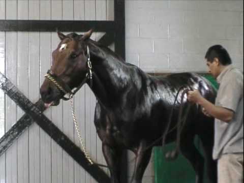 Airdrie Stud, Kentucky 2009 - Shower Time..!!
