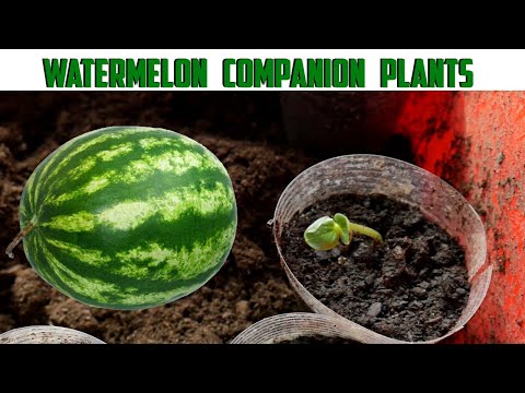 Watermelon Companion Plants - Best and Worst Companion Plants For Watermelon