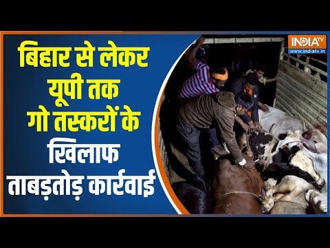 Bihar To UP Action Against Cow Smuggling, Moradabad Witnessed Smugglers ...