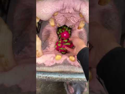What is the meaning of Changxing CJiumei's dragon fruit is too bad, and even dogs don't eat it.