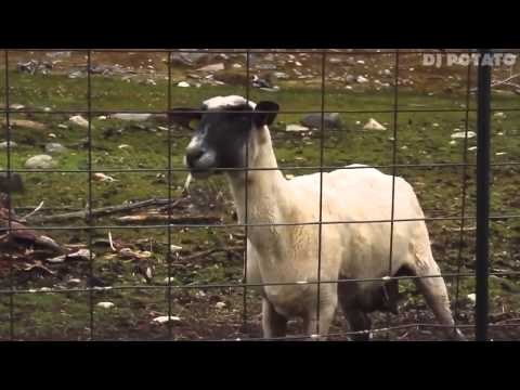 Steam Community :: Video :: Lean on ~feat Goat