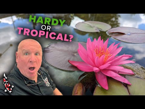 Hardy vs Tropical Lilies: What's the Difference?