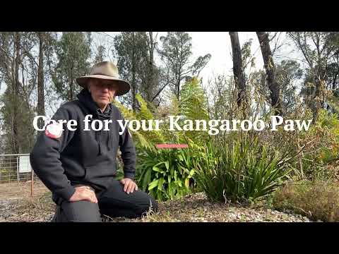 Kangaroo paw care