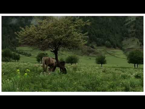 Jumla, Gothichaur, #Karnali, Short clips, 29/06/2023