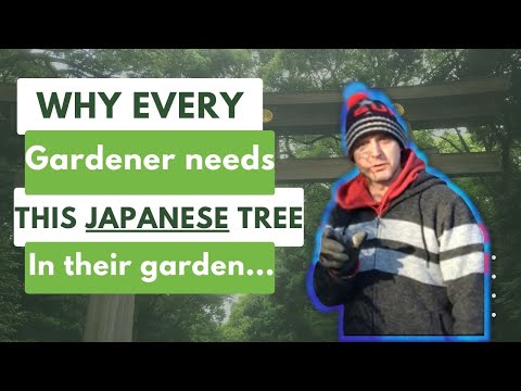 Japanese Garden Plants - Why Your Garden Needs Cryptomeria Japonica