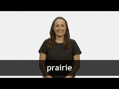 English Translation of “PRAIRIE” | Collins French-English Dictionary