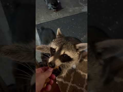 Well-mannered raccoons visit houses for snacks