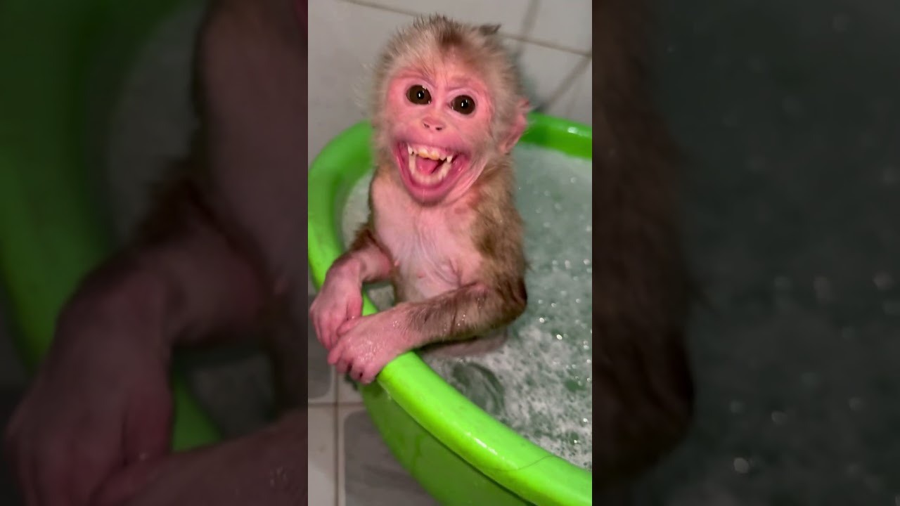 So cute #monkey #monkeydluffy #cute