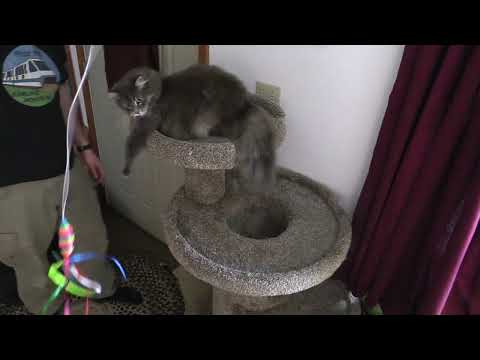 Ax-Man Surplus Mouse-On-A-Stick: Reviewed by Cats!