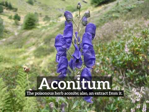 What is Aconitum? | How to Say Aconitum in English? | How Does Aconitum Look?